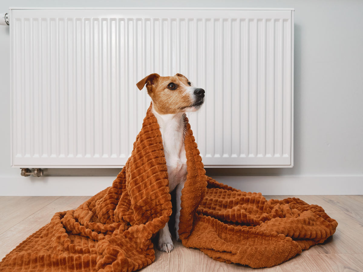 Cómo Saber si mi Perro Tiene Frío: Señales, Síntomas y Soluciones ...